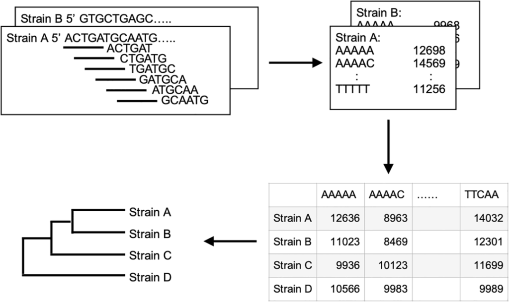 16S RRNA 