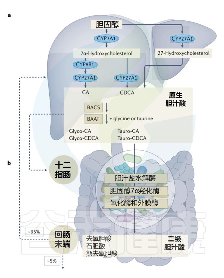 次级胆汁酸 谷禾健康