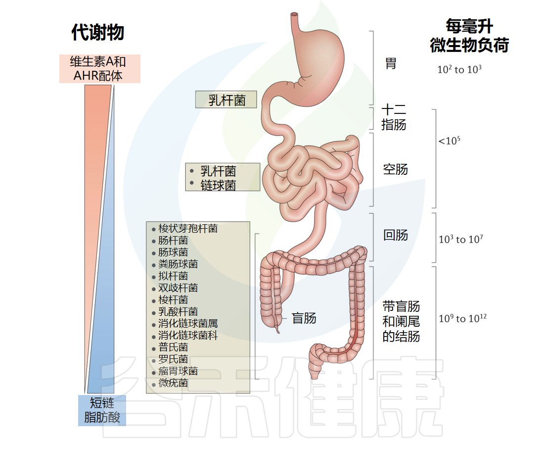 深度解读 | 饮食、肠道菌群与健康_oscillibacter-CSDN博客