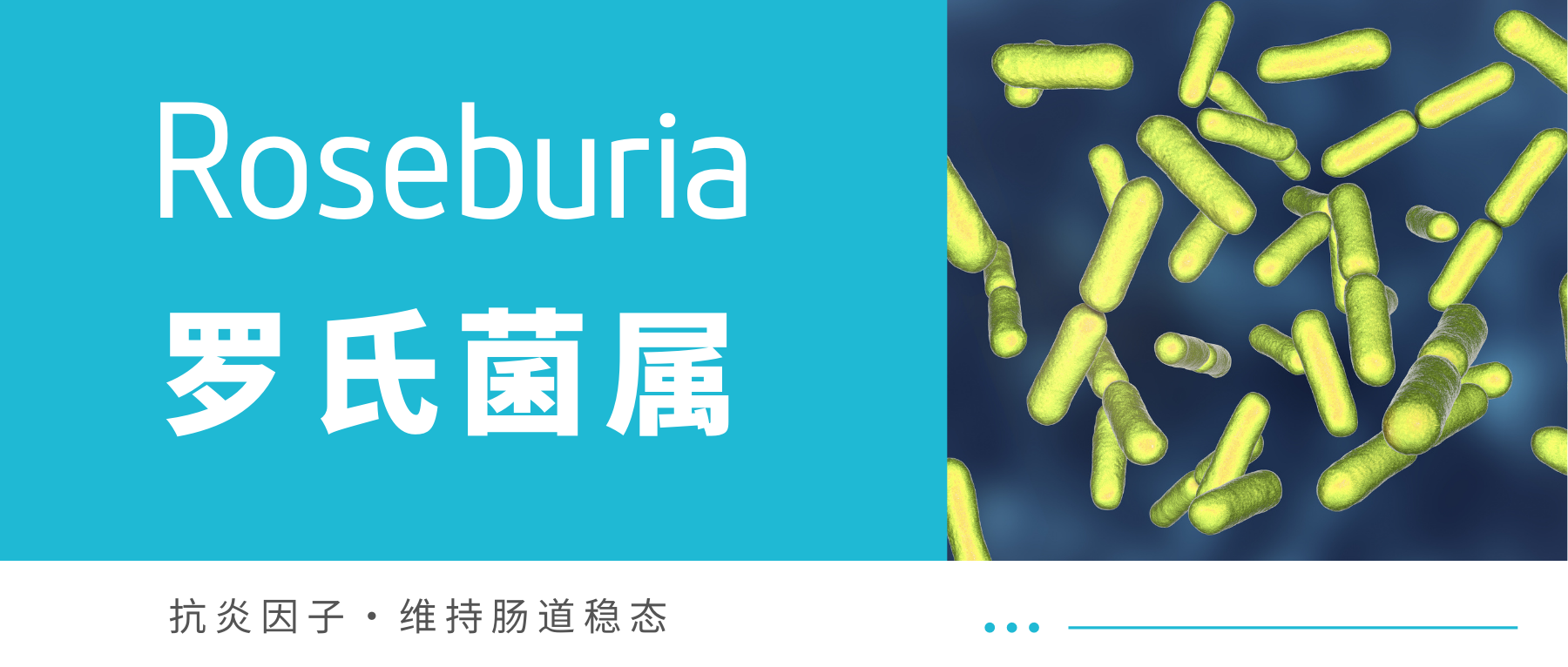 罗氏菌属 (Roseburia) – 谷禾健康