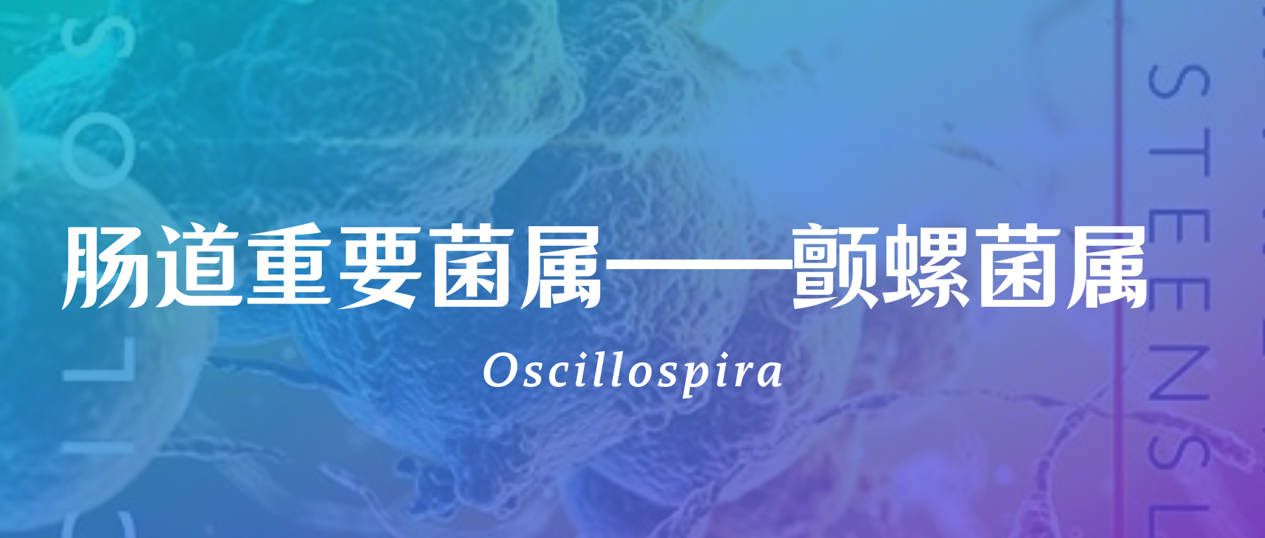 Oscillospira – 谷禾健康