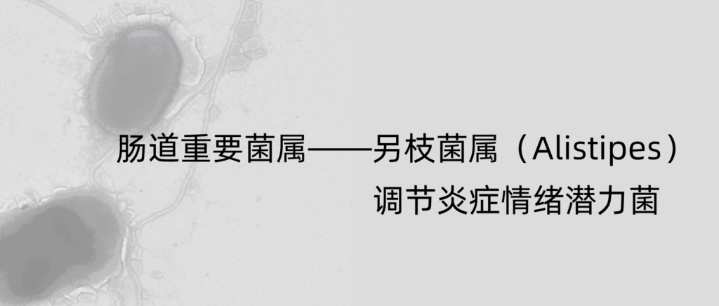 肠道重要菌属——另枝菌属（Alistipes），调节炎症情绪等的潜力菌 – 谷禾健康