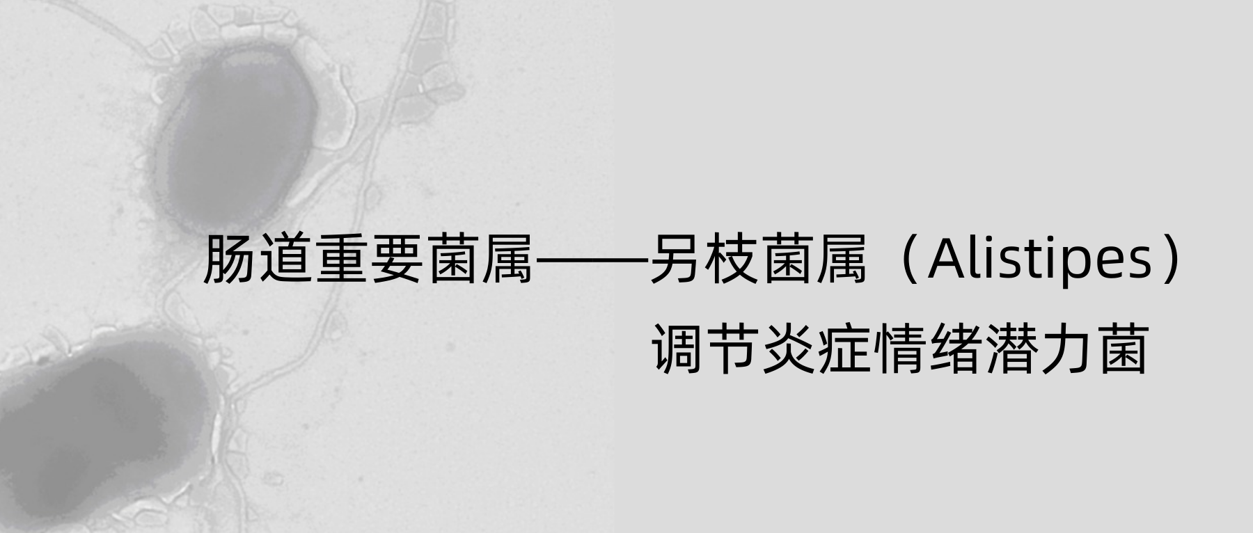 Alistipes Communis – 谷禾健康