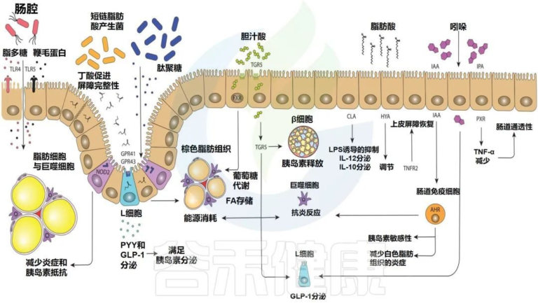 Toll样受体5（TLR5） – 谷禾健康