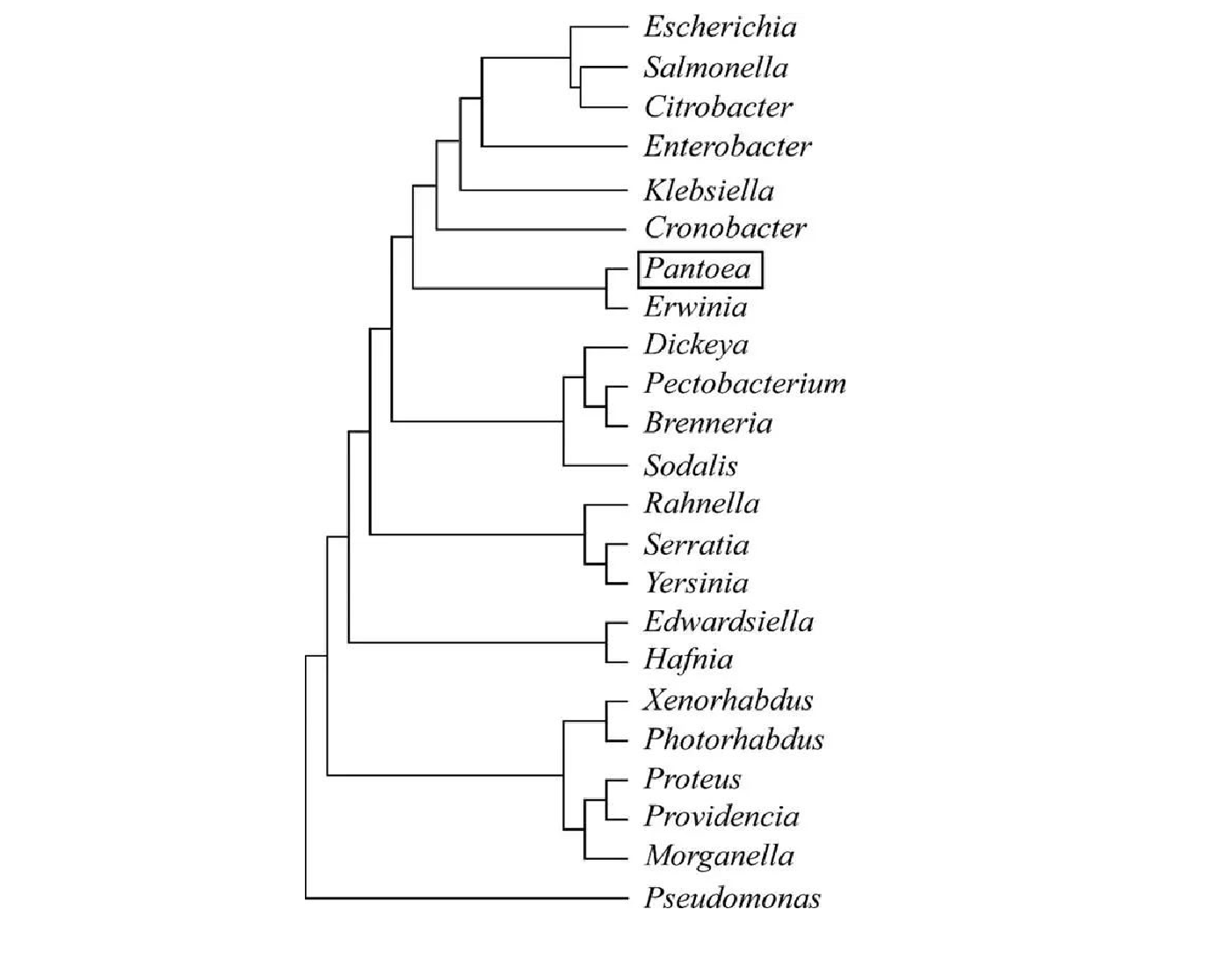Pantoea(泛菌属)——肠道内善恶兼备的神秘细菌 – 谷禾健康
