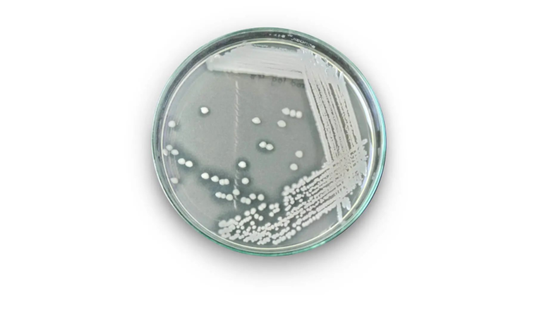 Bacillus indicus (印度芽孢杆菌) – 谷禾健康