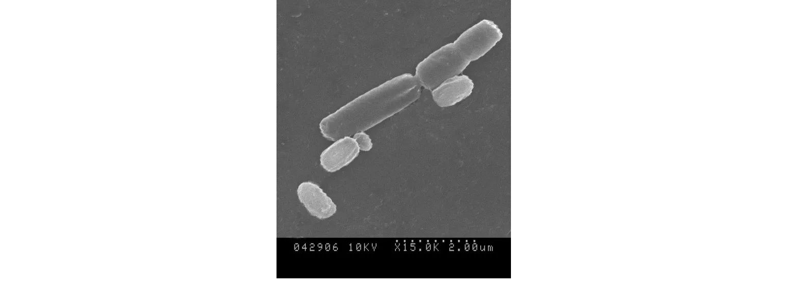Bacillus subtilis (枯草芽孢杆菌) – 谷禾健康