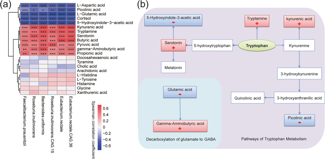 Eubacterium rectale – 谷禾健康