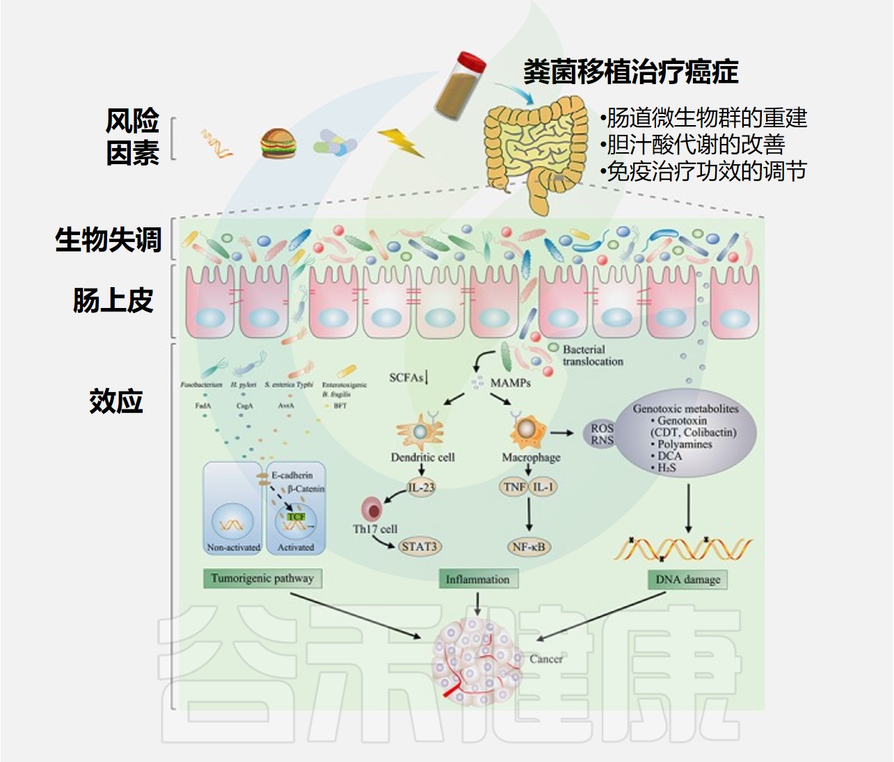 FMT – 谷禾健康