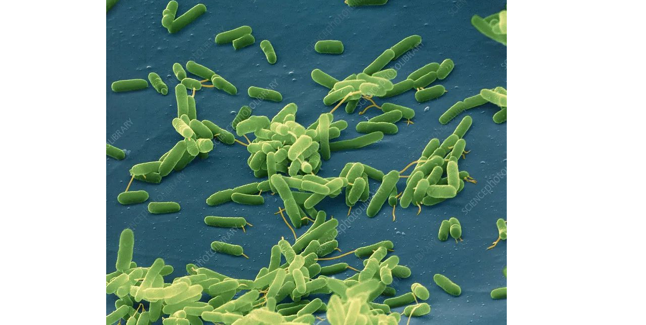 Pseudomonas aeruginosa – 谷禾健康