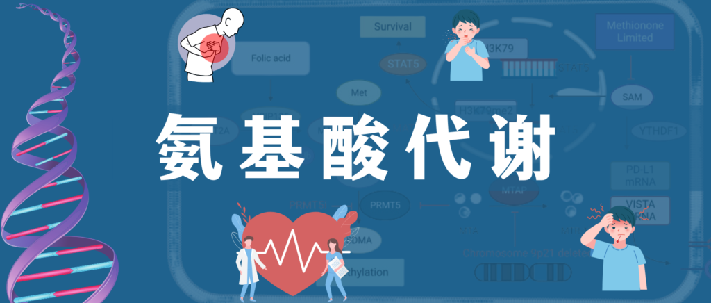 氨基酸代谢：从基础到应用，揭示其在健康与疾病的角色 – 谷禾健康