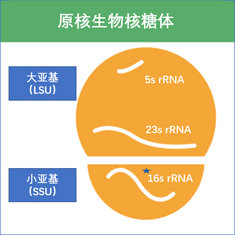 什么是16S rRNA，rDNA， 菌群研究为什么用16S测序，细菌如何命名分类？ – 谷禾健康