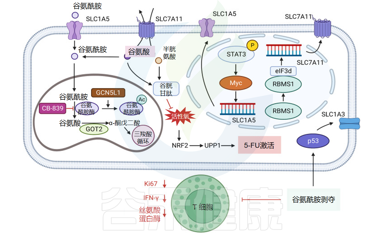 氨基酸代谢：从基础到应用，揭示其在健康与疾病的角色 – 谷禾健康