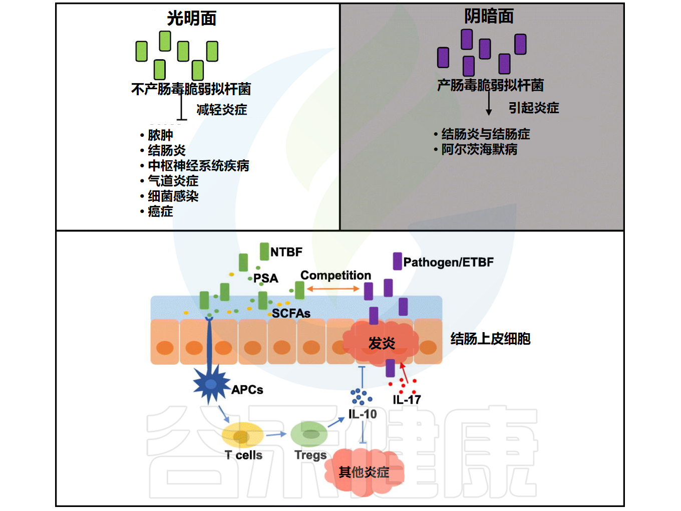 Bacteroides Fragilis 谷禾健康