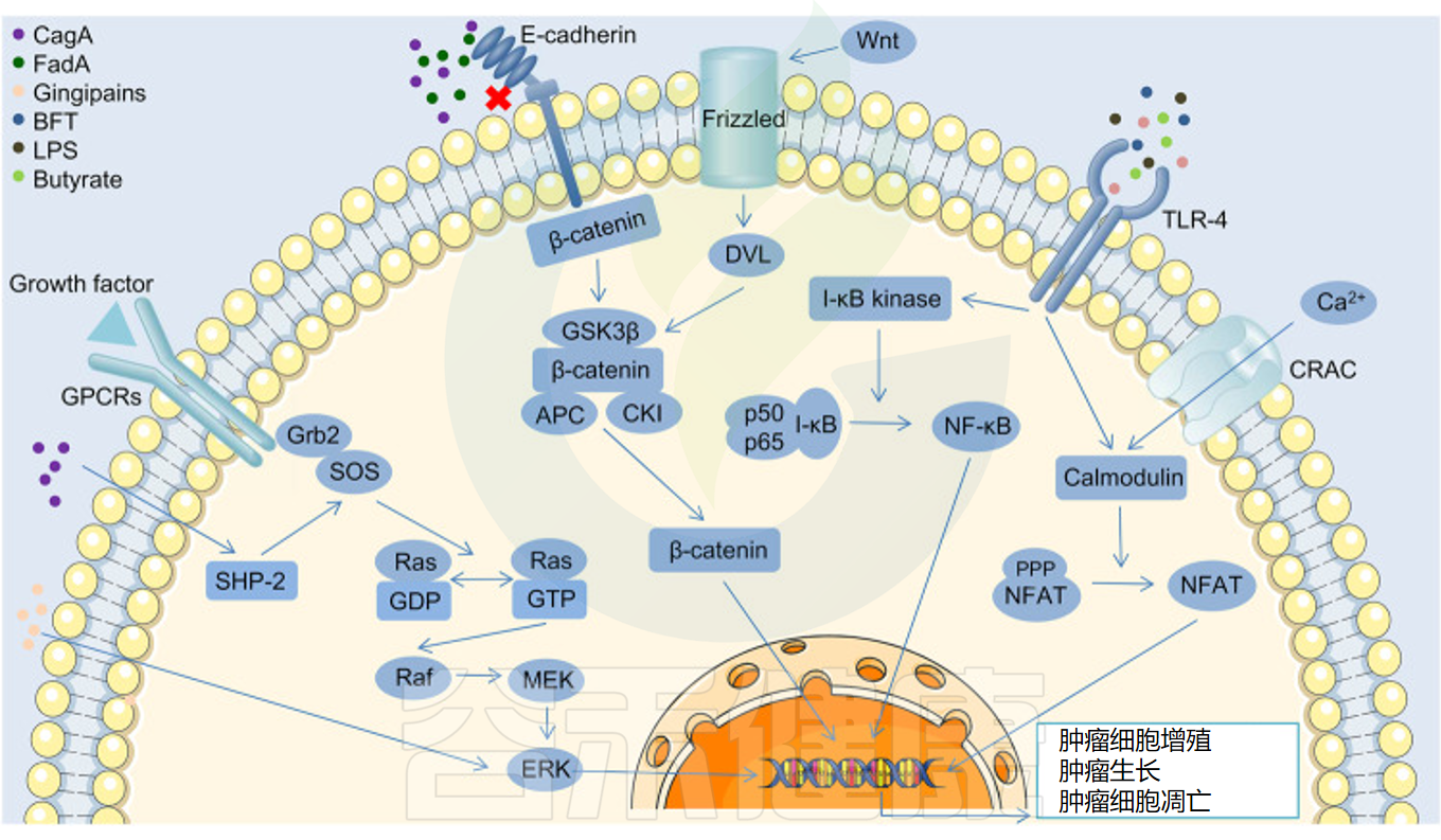 肠道微生物群衍生的短链脂肪酸调节胃肠道肿瘤免疫：一种新的治疗策略？ – 谷禾健康