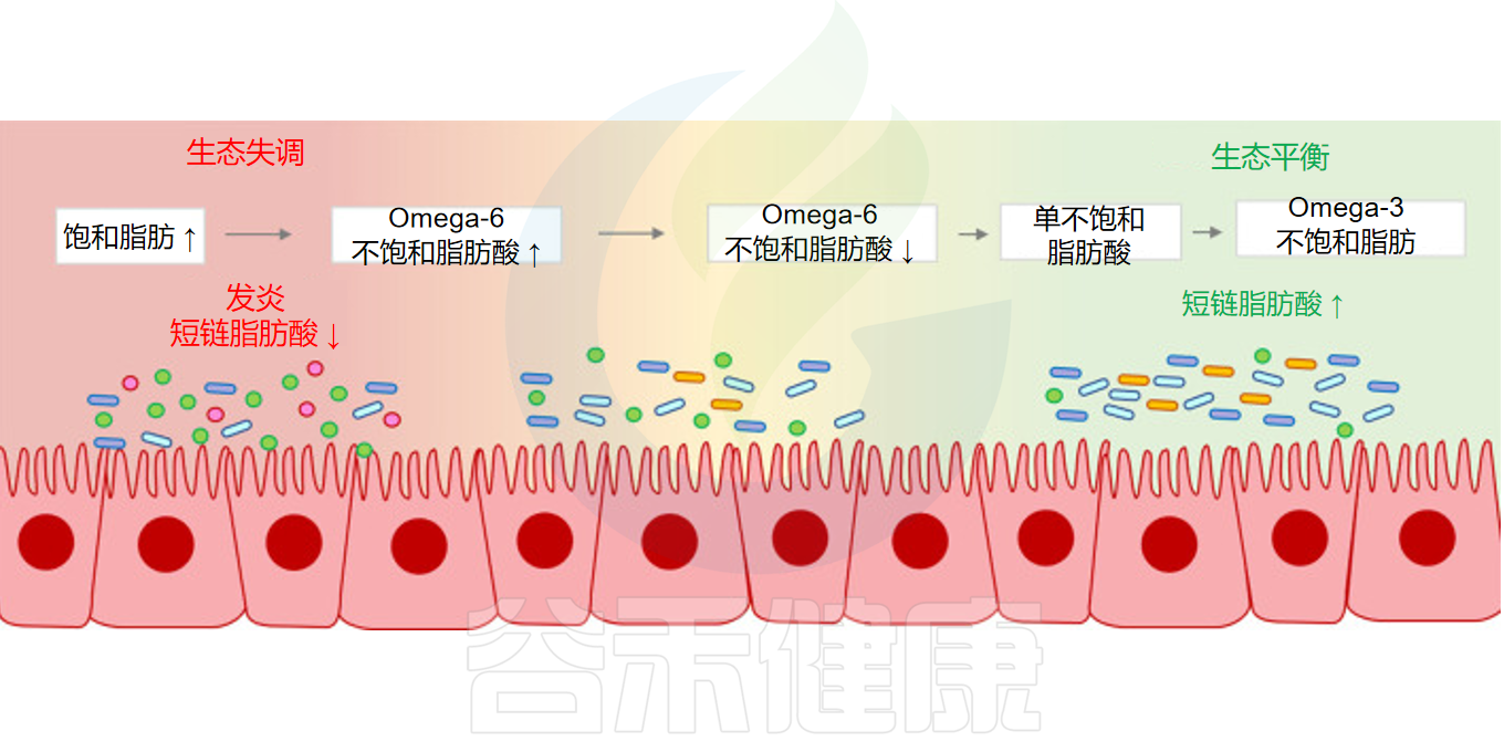 探索Omega-3脂肪酸：健康益处与营养补充 – 谷禾健康