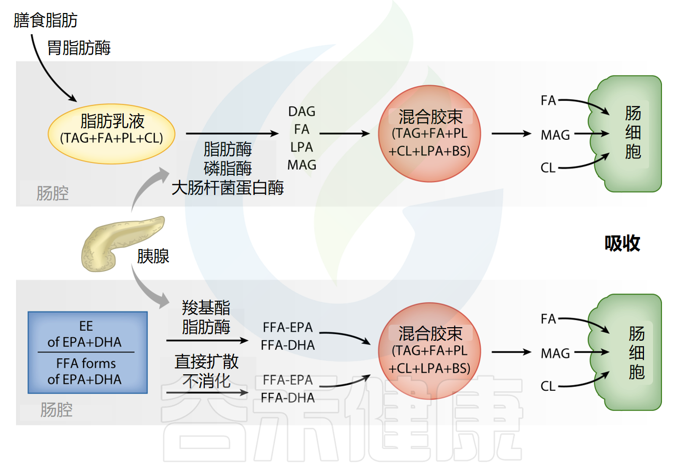 探索Omega-3脂肪酸：健康益处与营养补充 – 谷禾健康