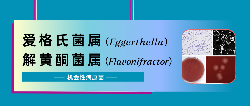 机会性病原菌：爱格氏菌属（Eggerthella）和解黄酮菌属（Flavonifractor）的简介 – 谷禾健康