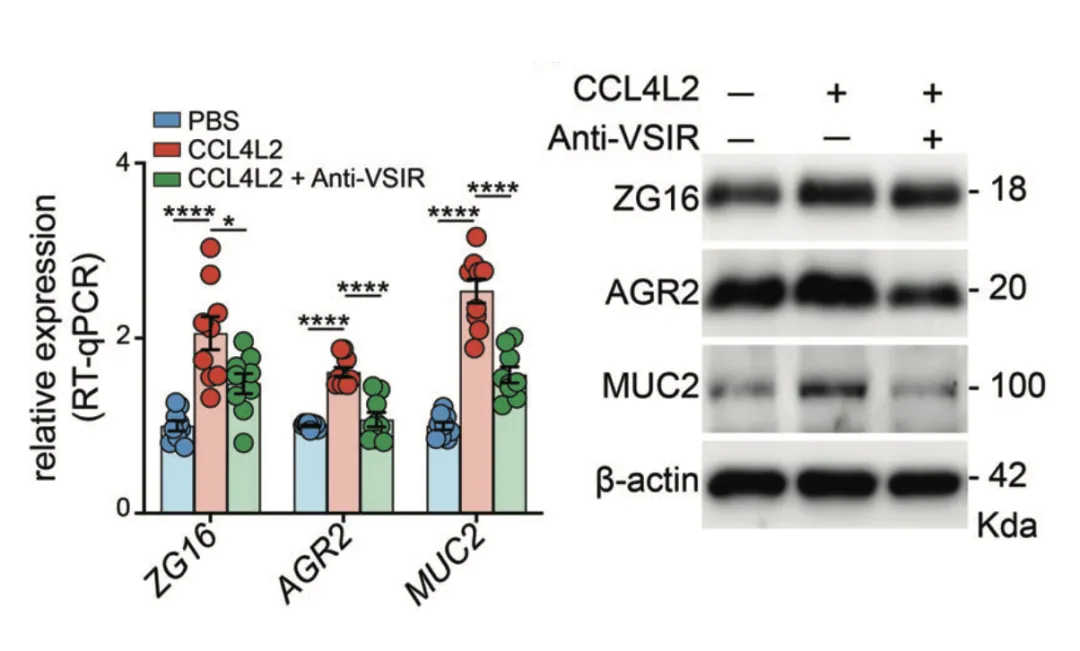 AKK菌 – 谷禾健康