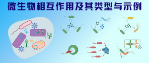 微生物相互作用及其类型与示例 谷禾健康 5442