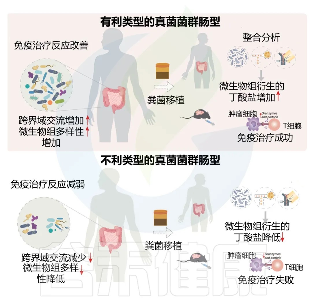 肠道菌群类型预测免疫治疗疗效：FMT供体筛选优化 – 谷禾健康