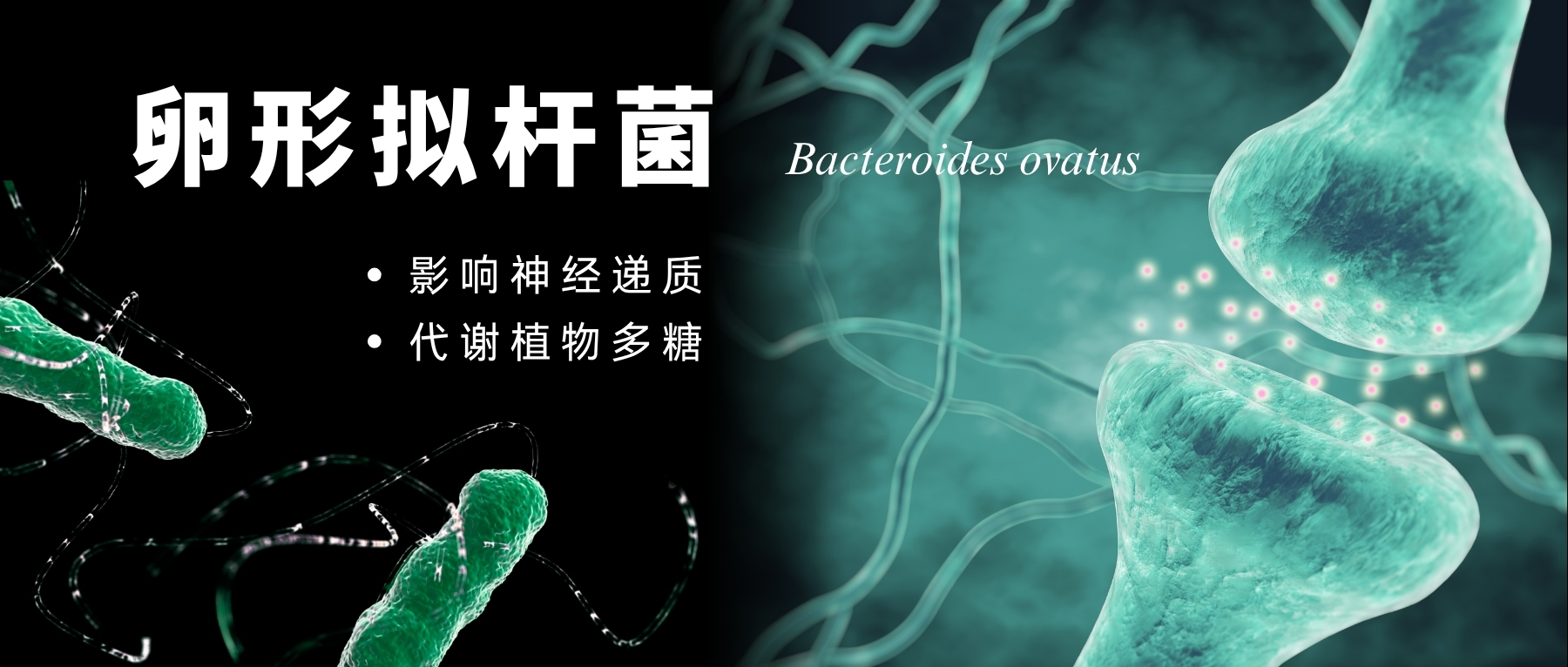 Bacteroides ovatus – 谷禾健康