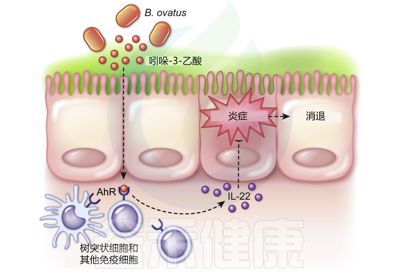 植物多糖代谢专家——卵形拟杆菌(Bacteroides ovatus)影响神经递质水平及健康 – 谷禾健康